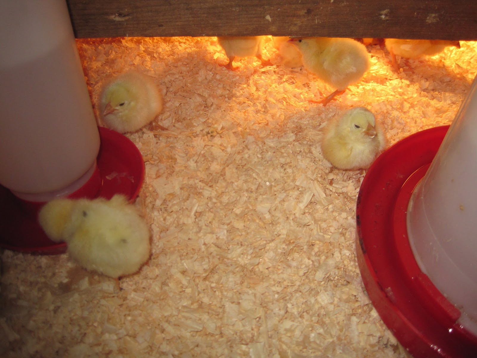 Foster Farm: How we Raise Chickens on Foster Farm