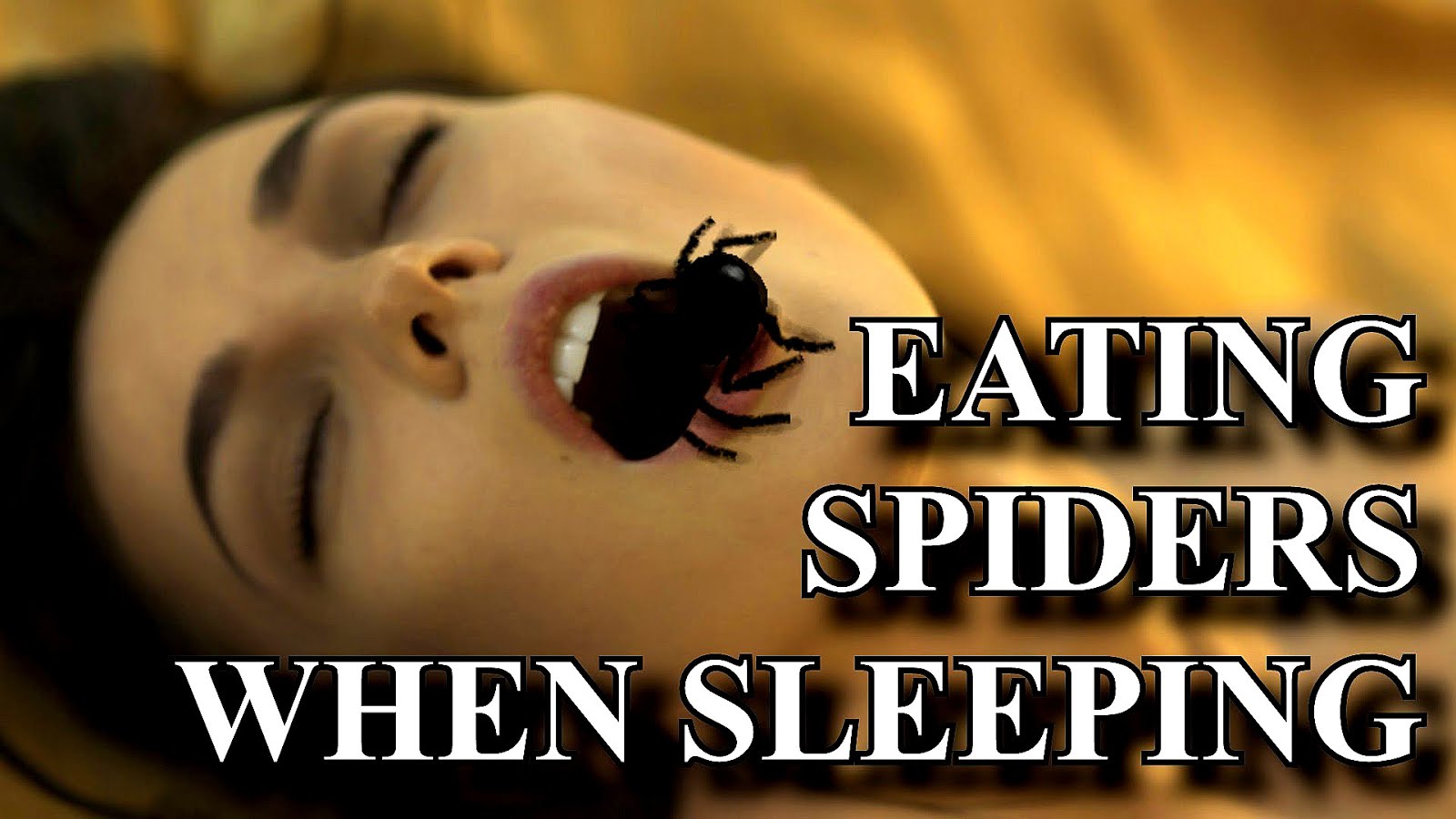 Where Do Spiders Sleep - Sleep Choices