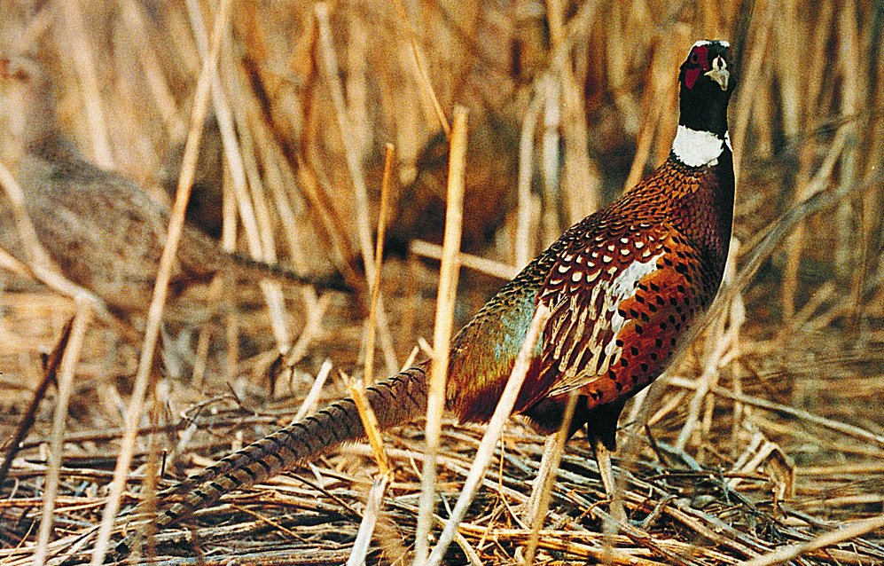 ODNR release more than 15,000 pheasants statewide - Gr8LakesCamper