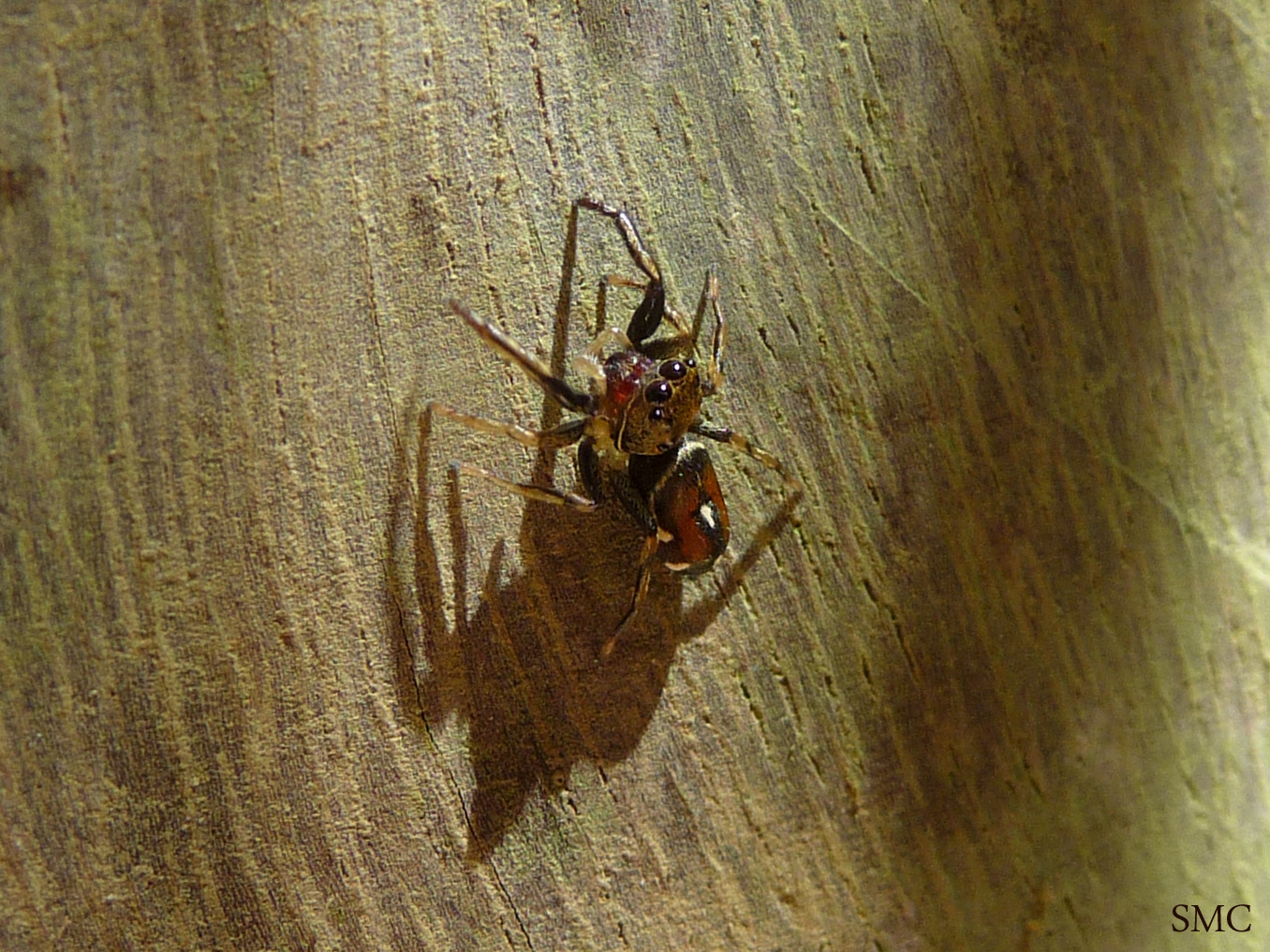 Spiders and me: Dreaming about Colombia, part 1: El Paujil reserve