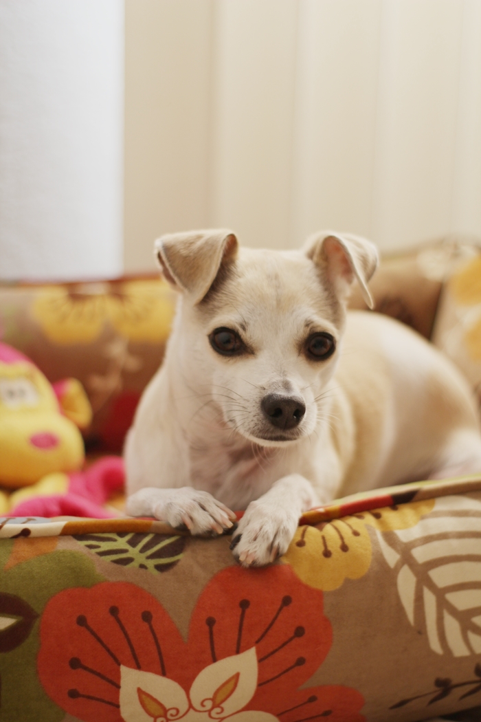 HAPPYHAZEL: Happy Found The Best Bed for Dogs! Bowsers Dog Bed from ...