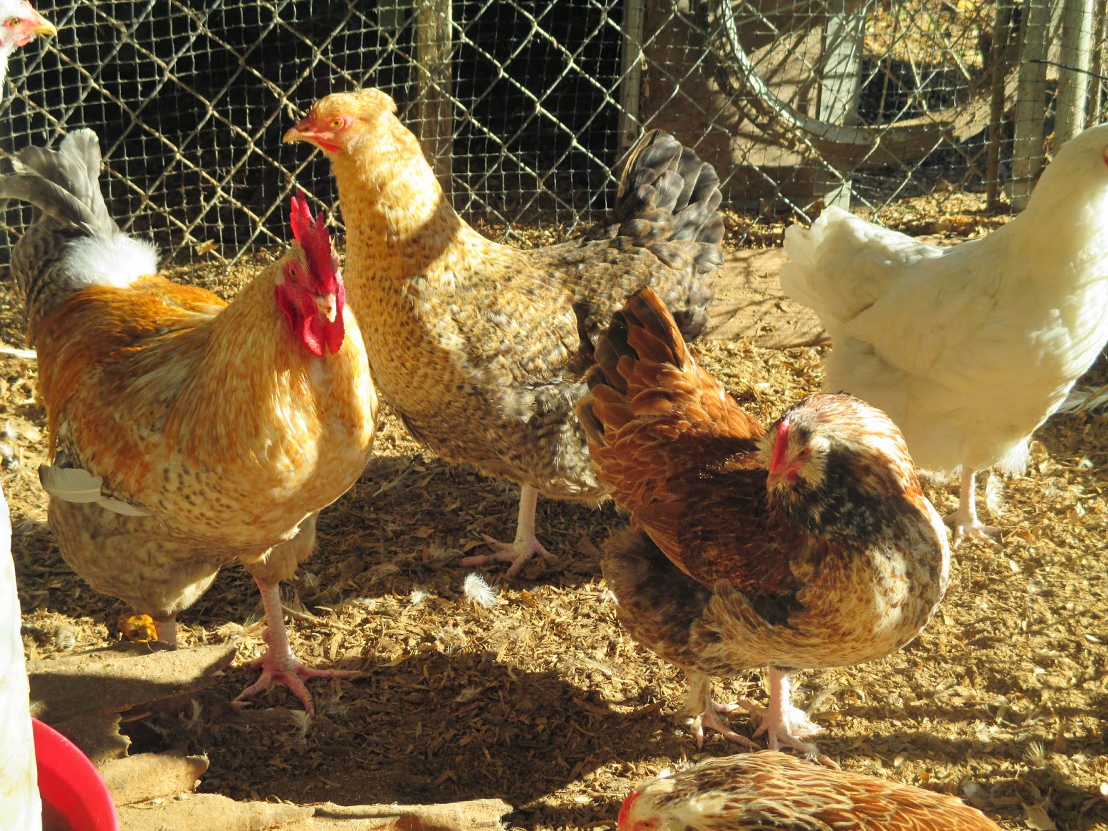 Golden Cuckoo Maran Chickens