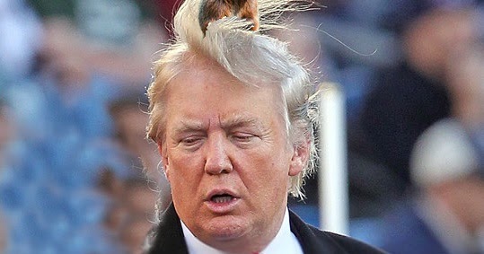 Paying Attention: Looks Like Six More Weeks of Chrump