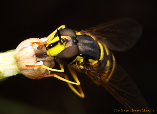 NC Urban Pests: Insect of the Week - Syrphid Flies