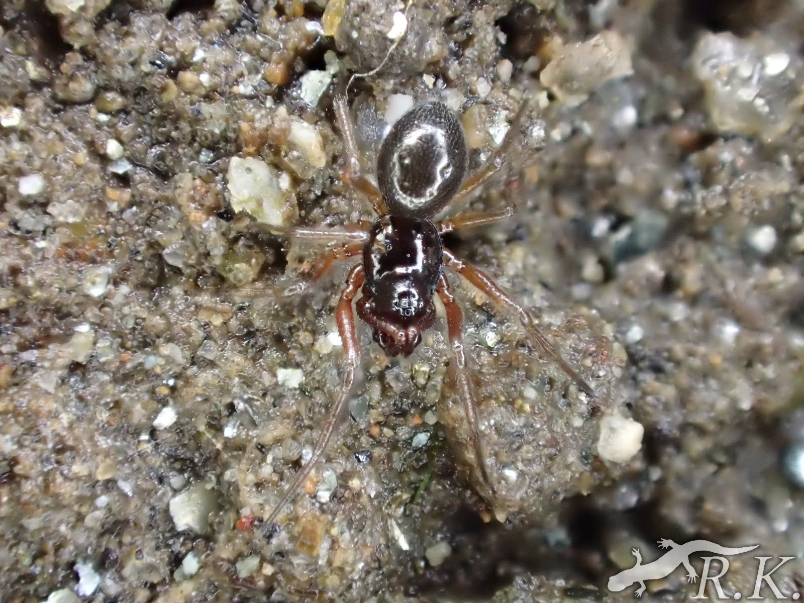 小さな隣人たちの世界: クモ目 Order Araneae