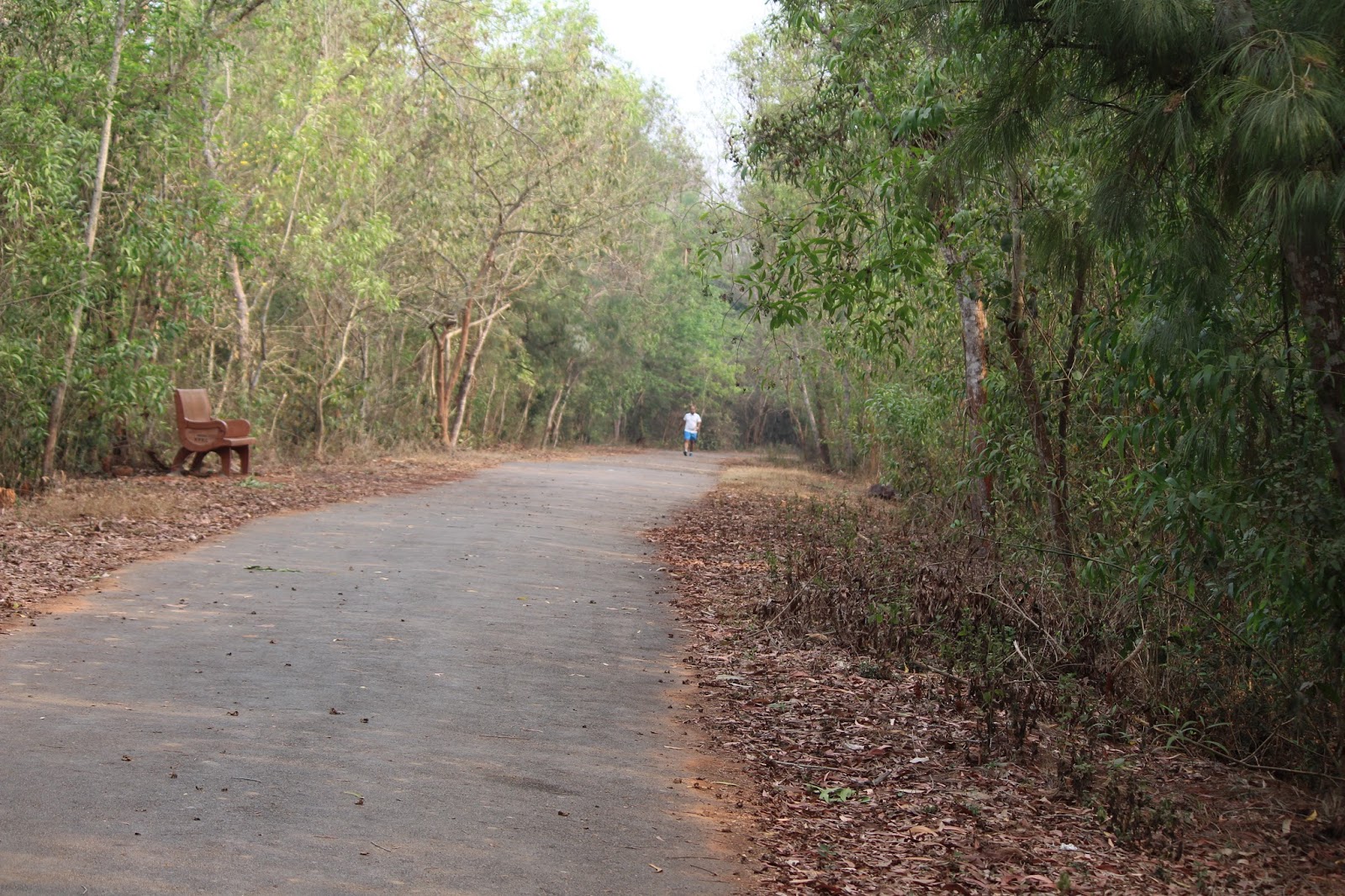 In love of morning health walking on the jungle trail inside RPRC ...