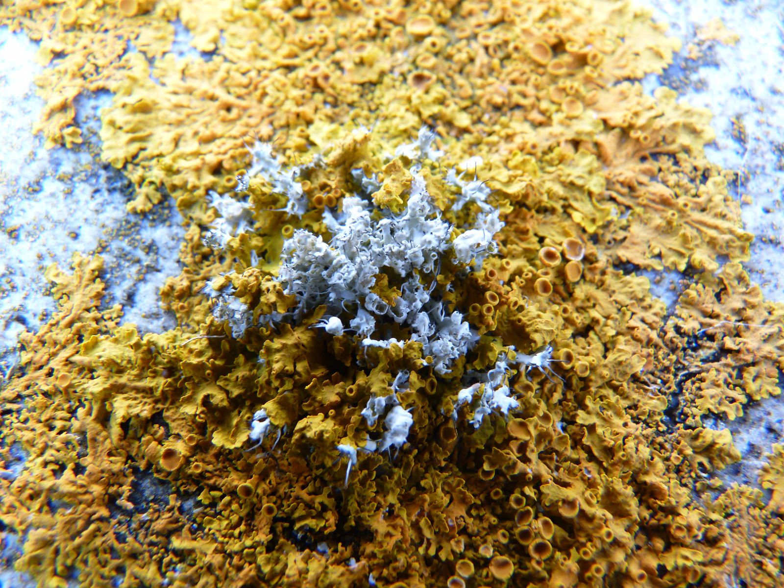 Islay Natural History Trust: Foliose Lichens