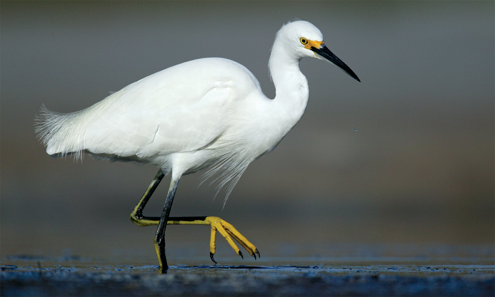 Snowy Egret Facts And Beautiful New Pictures 2013 | Animals HD Images
