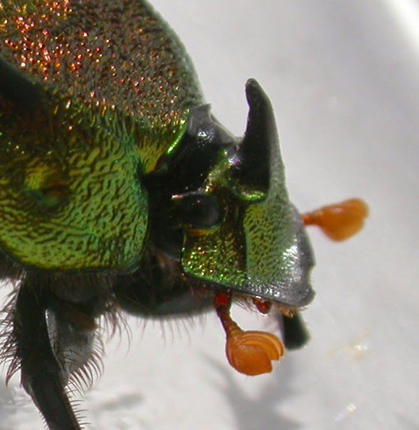 The Opulent Opossum: Rainbow Scarab