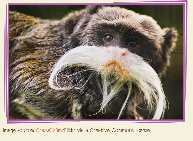 Animal Jam River: Rare Mustache