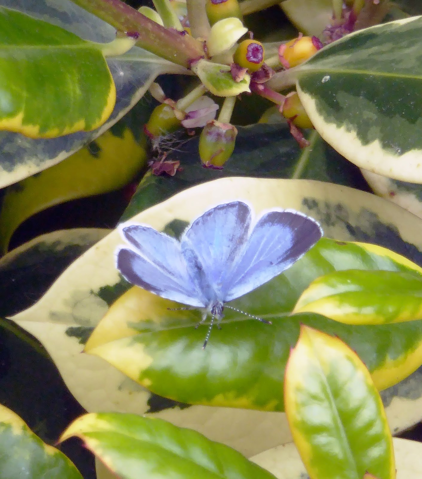 Wild and Wonderful: Small Butterflies at Sutton Hoo (and a Holly Blue ...