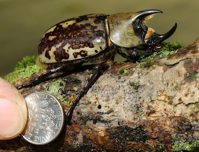 Ohio Birds and Biodiversity: Eastern Hercules Beetle!