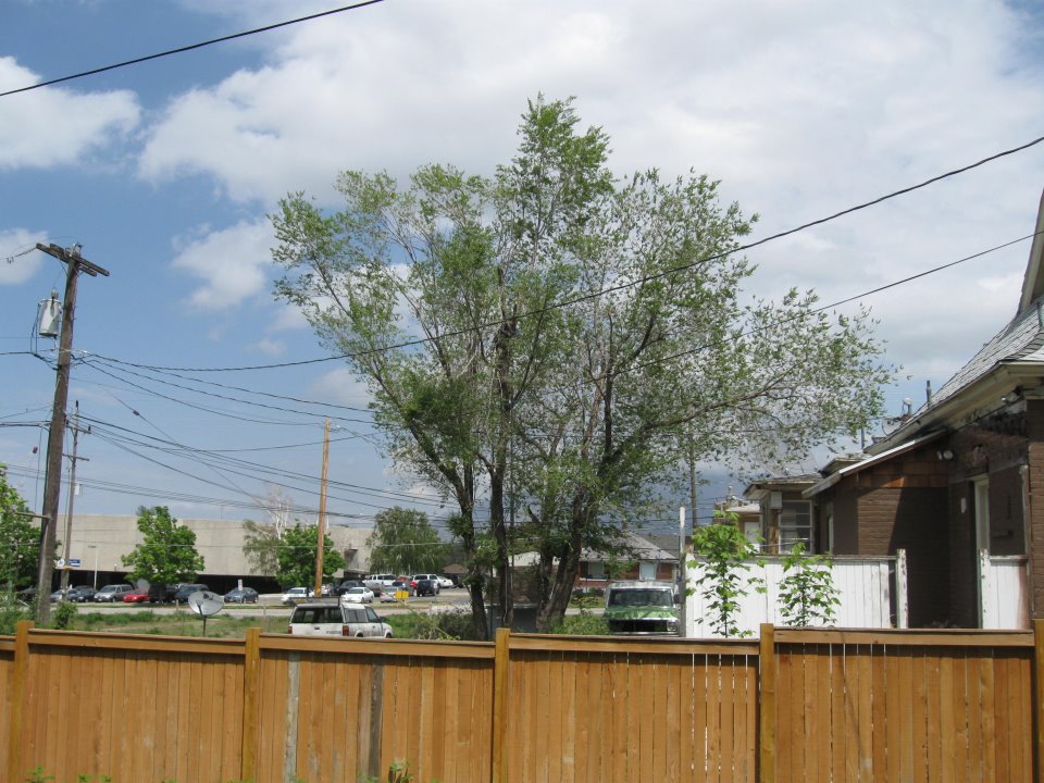 Ogden Insights: Junk Trees: Dealing with the Pernicious Chinese Elm