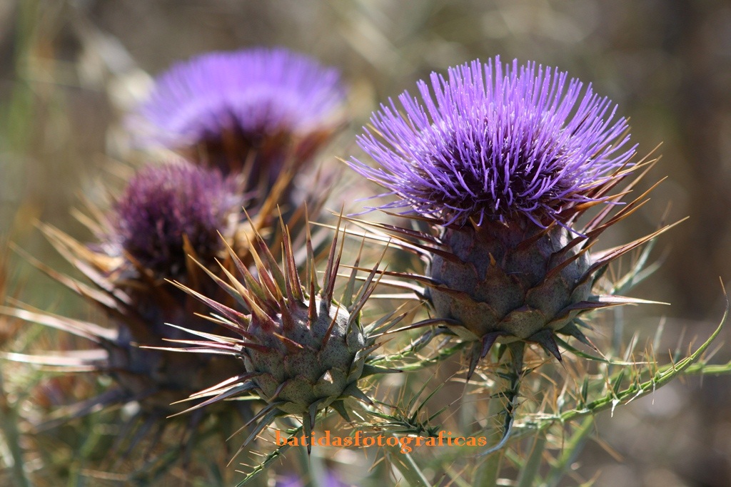 BATIDAS FOTOGRÁFICAS: A utilização da flor do cardo