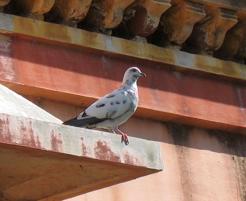 Rock Pigeon or Rock Dove - ARUNACHALA BIRDS
