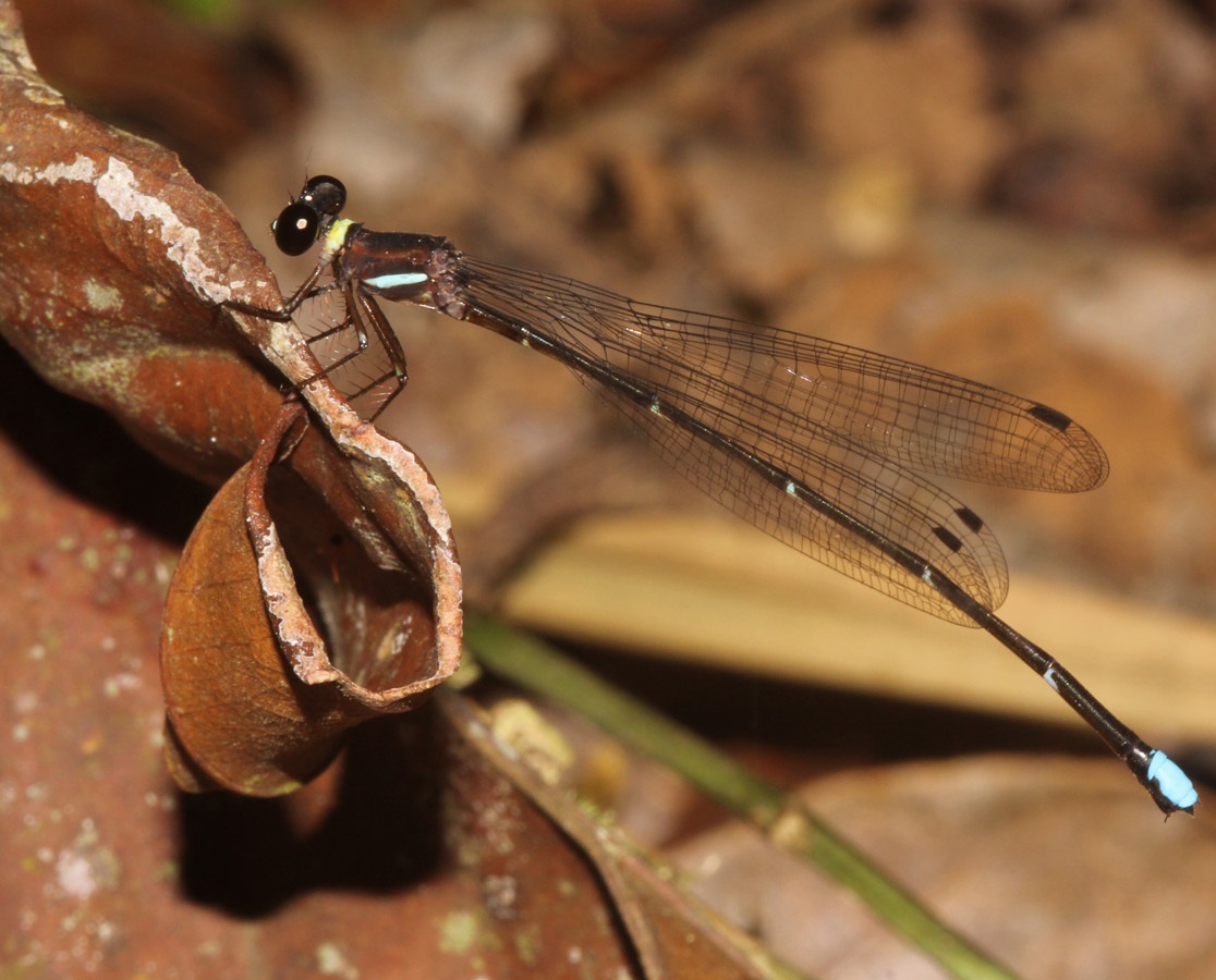 Species New to Science: [Entomology • 2016] Taxonomy and Molecular ...