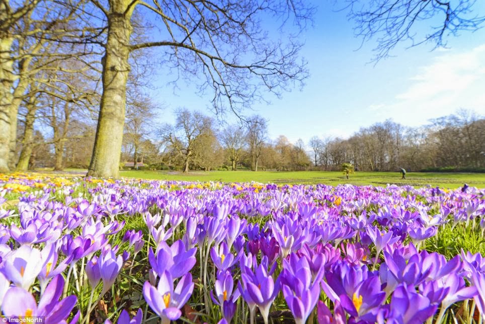 The West Awake: Photos: England's Early Spring: Hang In There........