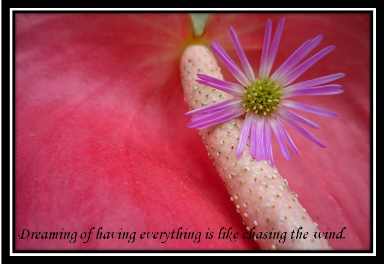 Photos with quotes: Contentment