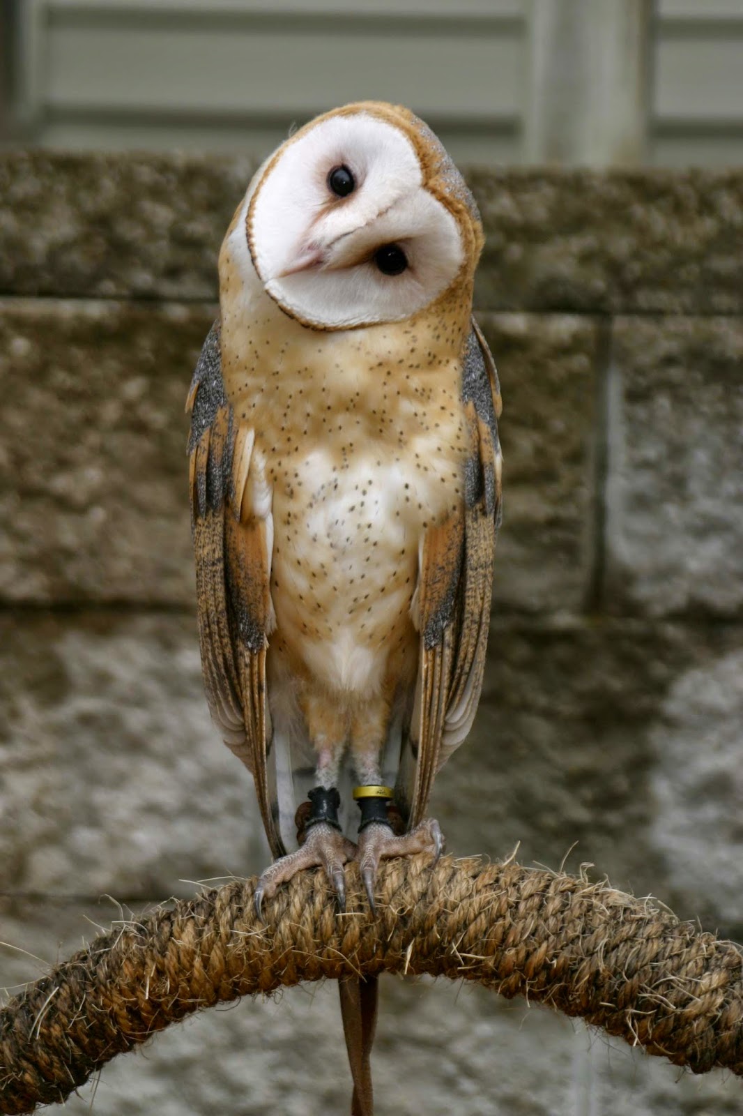 World Bird Sanctuary: Growing Up Around Goblin