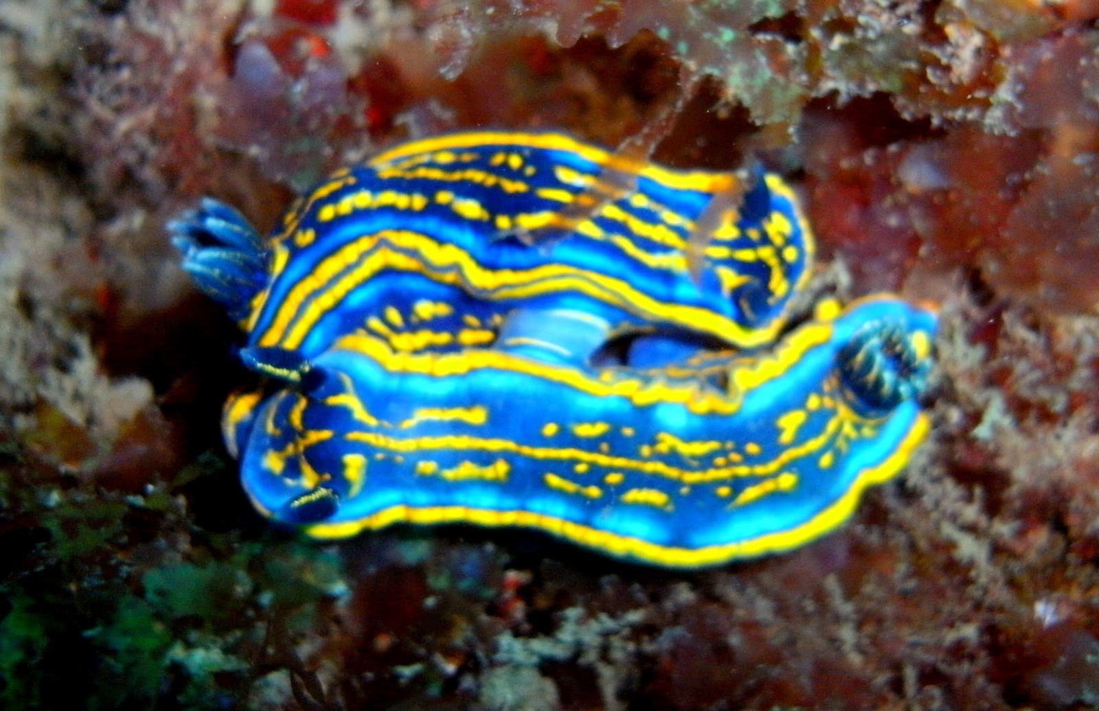 Sea Slug and the Turtle: May 2010