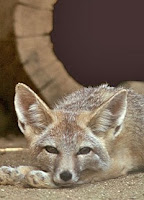 The Rural Blog: Mojave Desert foxes facing distemper epidemic; virus ...