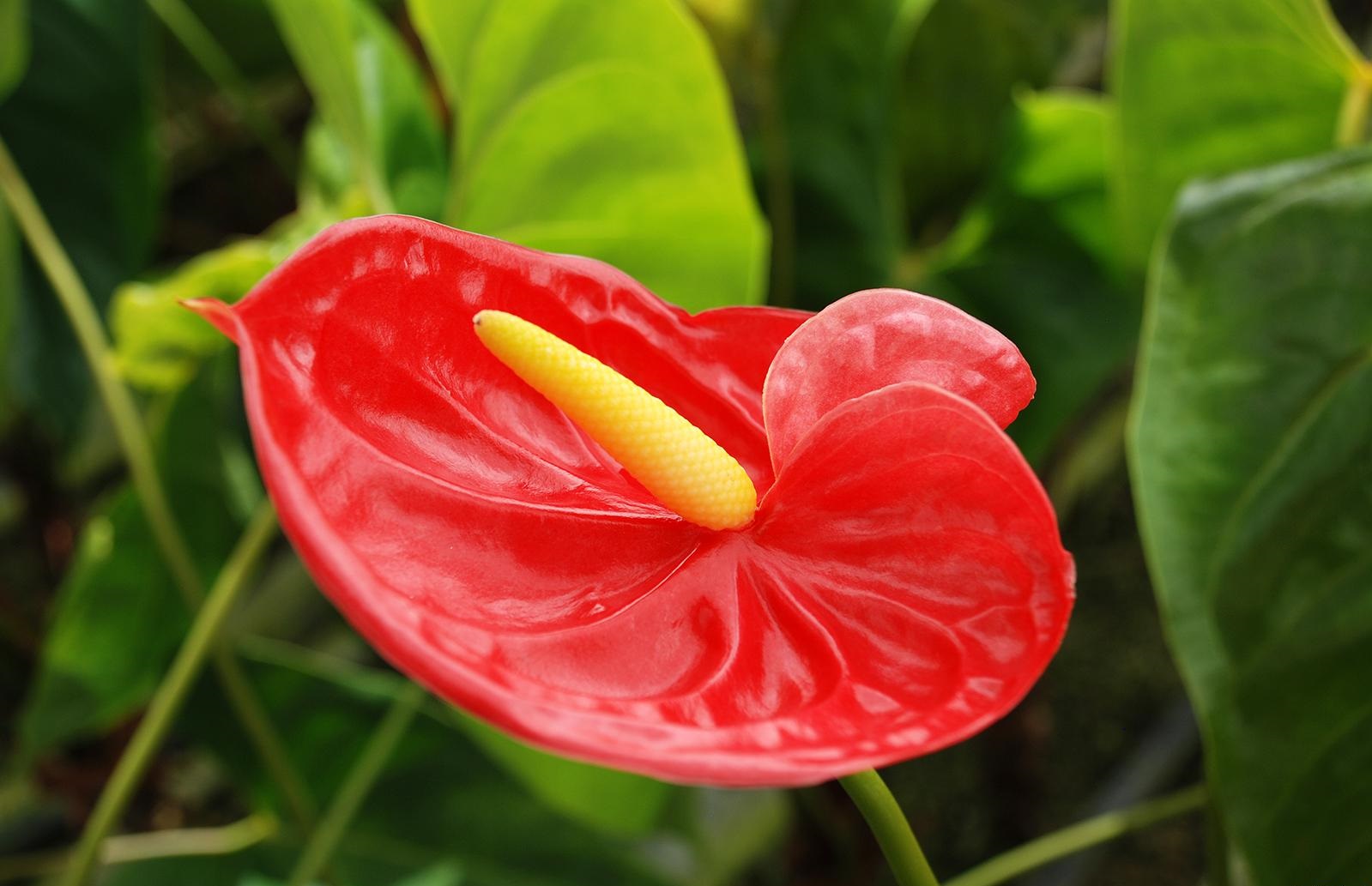 ANTORYUM (ANTHURİUM) BAKIMI | Çiçek Bakımı, Çiçek Çeşitleri, Çiçek ...