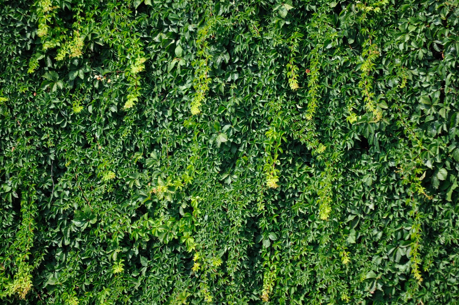 Diz-i Photos: Texture verdure