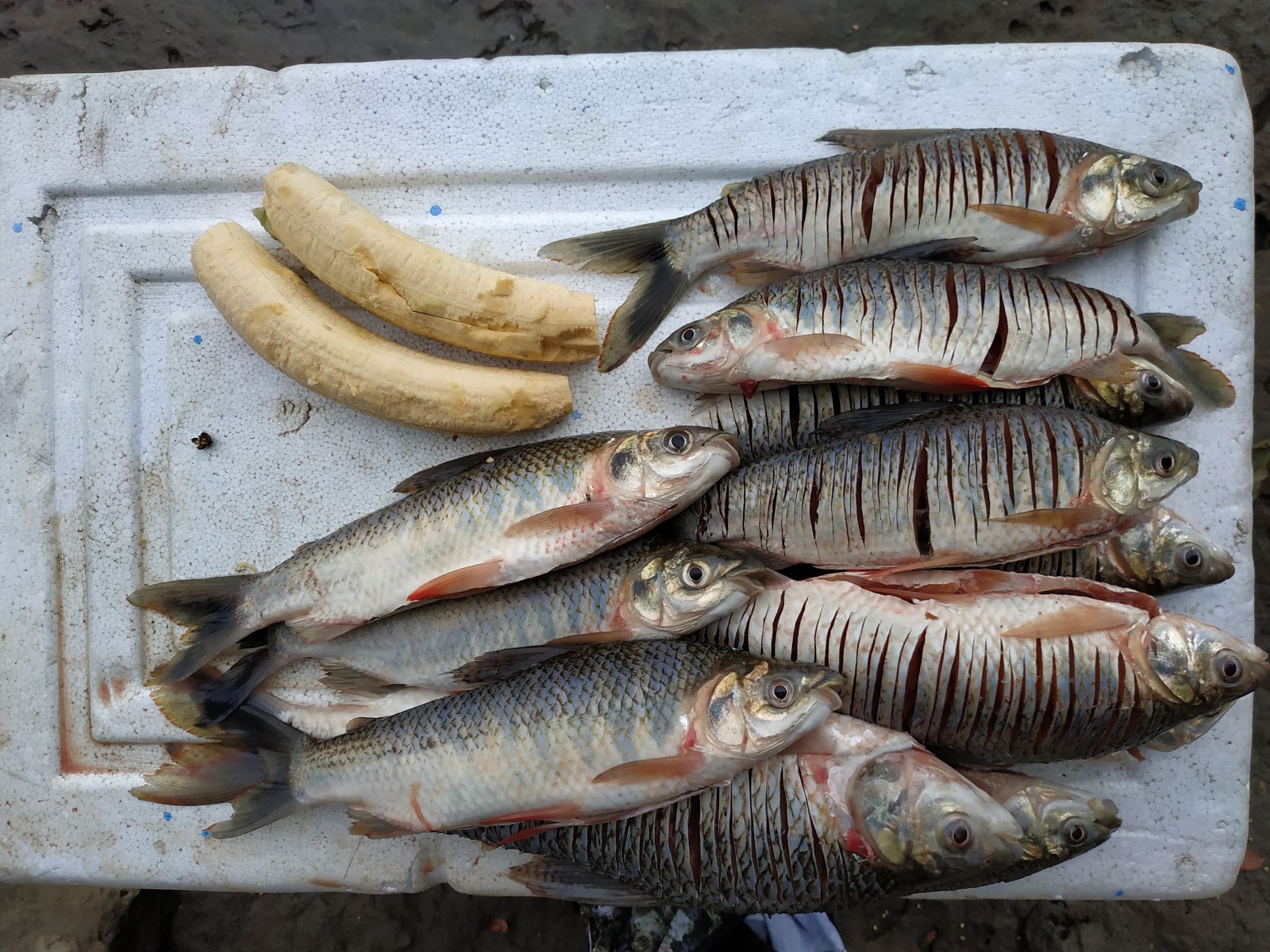 Espacio de Pesca: Pesca de picuda, mojarra y bocachico en Estacion ...