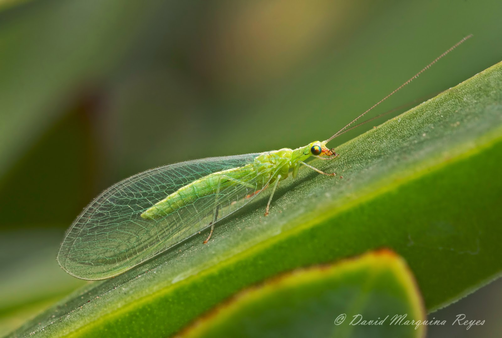 MACREANDO: Crisopa IV