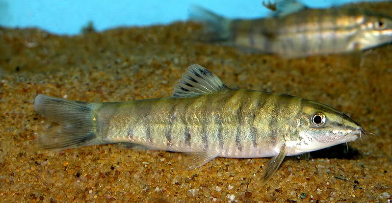 Le Botia robusta (Sinibotia robusta)