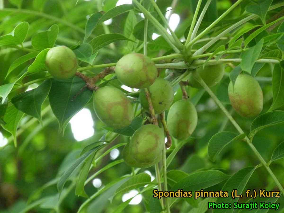 Medicinal Plants: Spondias pinnata, Wild mango, ambares, kincam