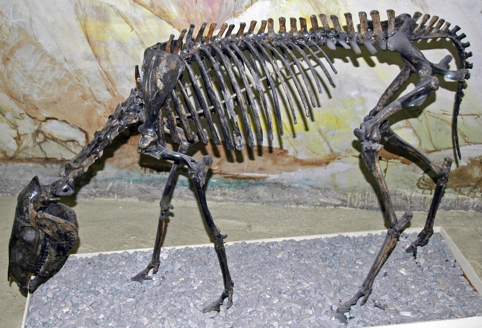 Variety of Life: Equidae