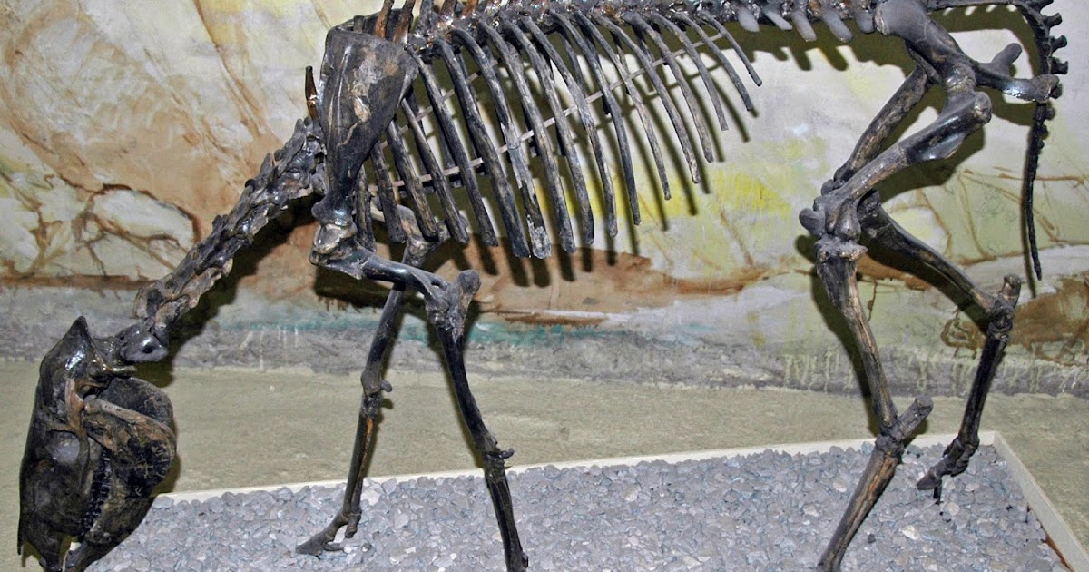 Variety of Life: Equidae