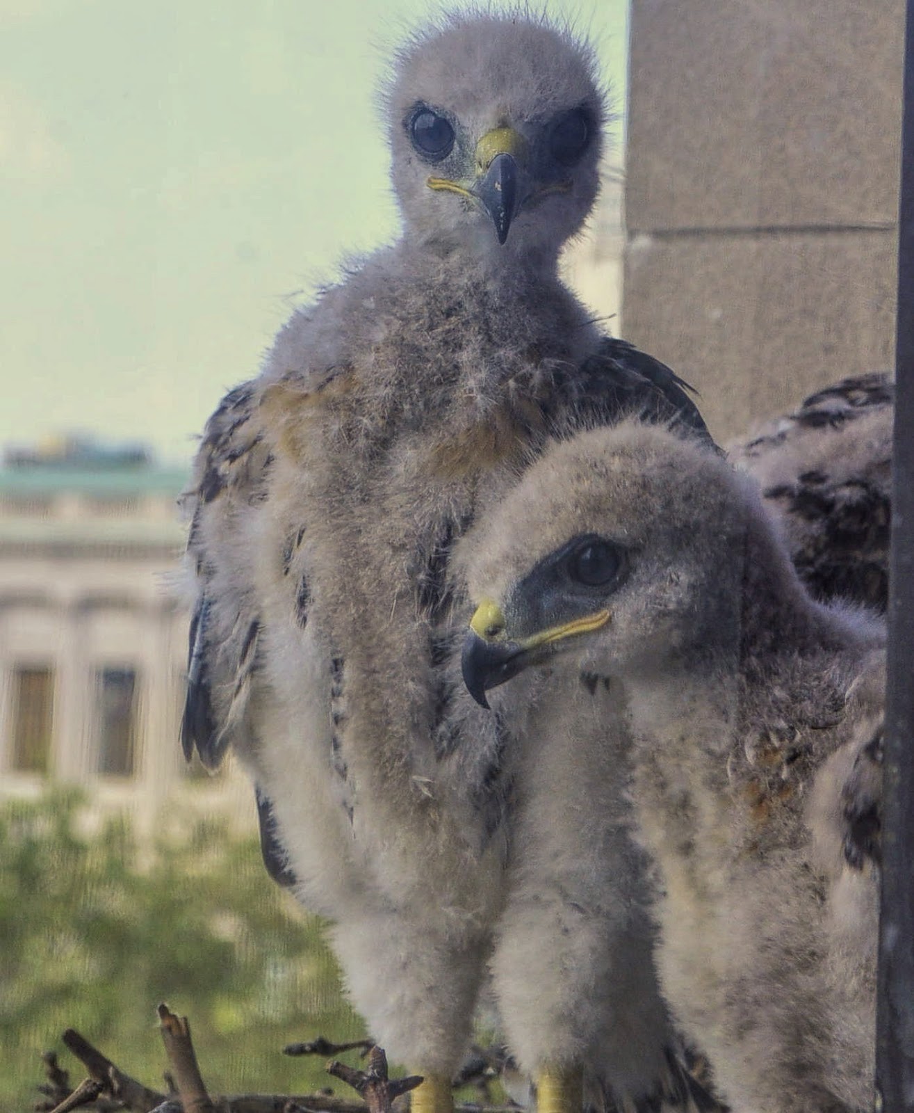 Hawkwatch at the Franklin Institute: Sssteamy hot in Philadelphia