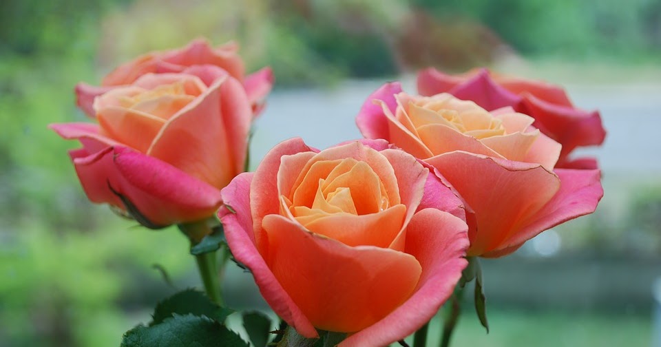 Euro Contest: JB Rose CosmEthic Cosmetici a Base di Rosa Damascena