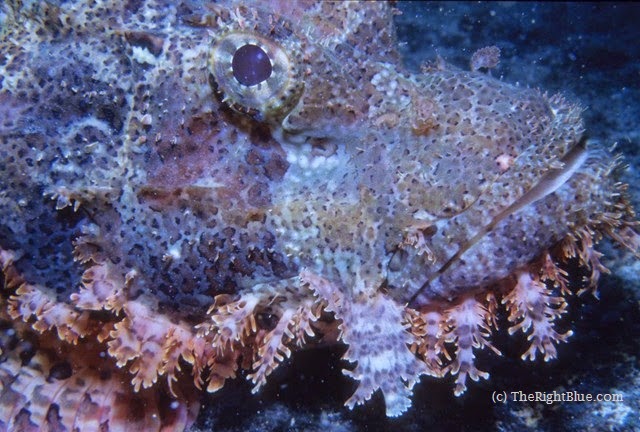 The Right Blue: Bearded Scorpionfish: A Name That Suits