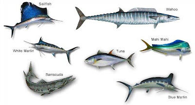My World Fisheries: Fish Chart