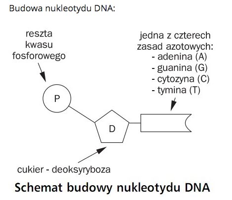 Biologia - nauka o życiu: Budowa i funkcje kwasów nukleinowych ...