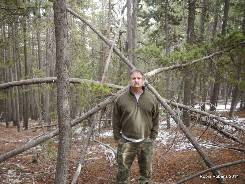 Big Foot-REALLY?: Tree structure made by Bigfoot in Colorado.