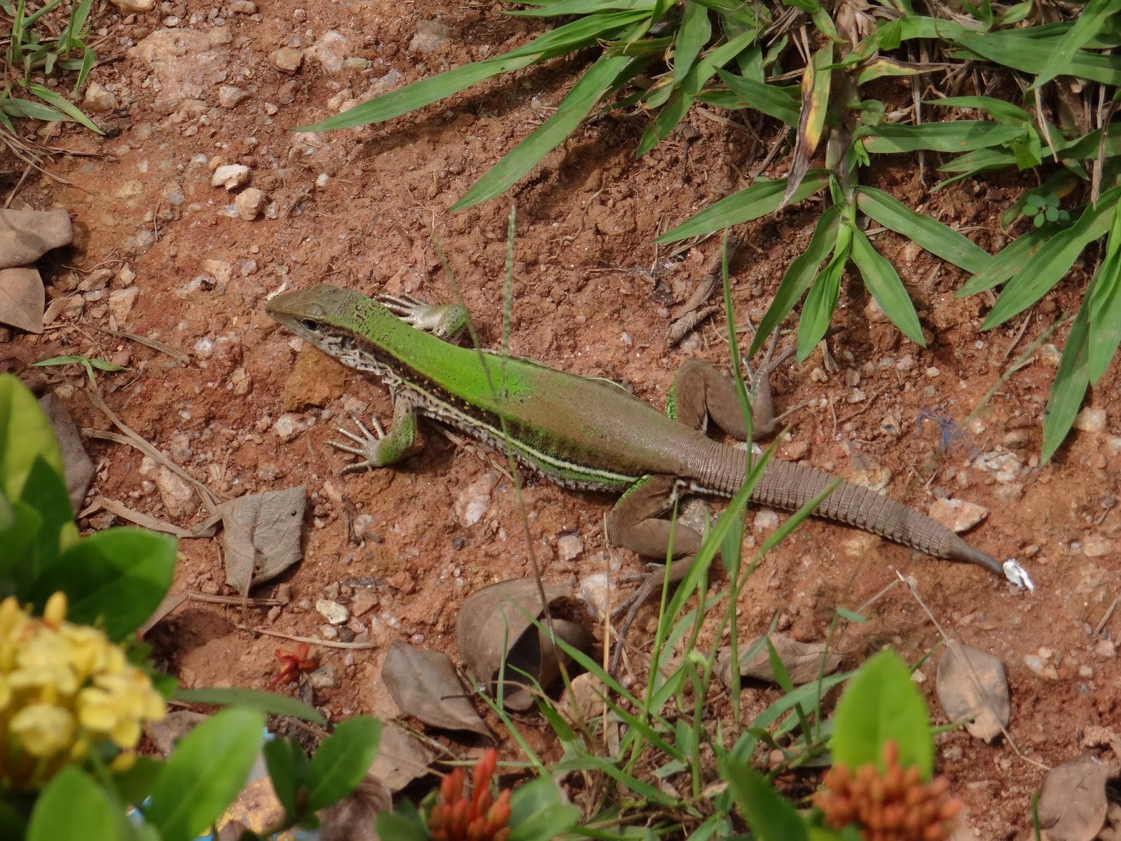 Blog do Ademir Carosia: Calango Verde