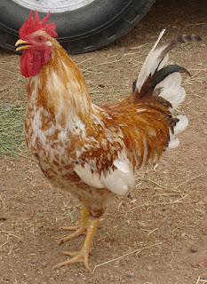 Aloha Chickens: The First Swedish Flower x Aloha Chicks