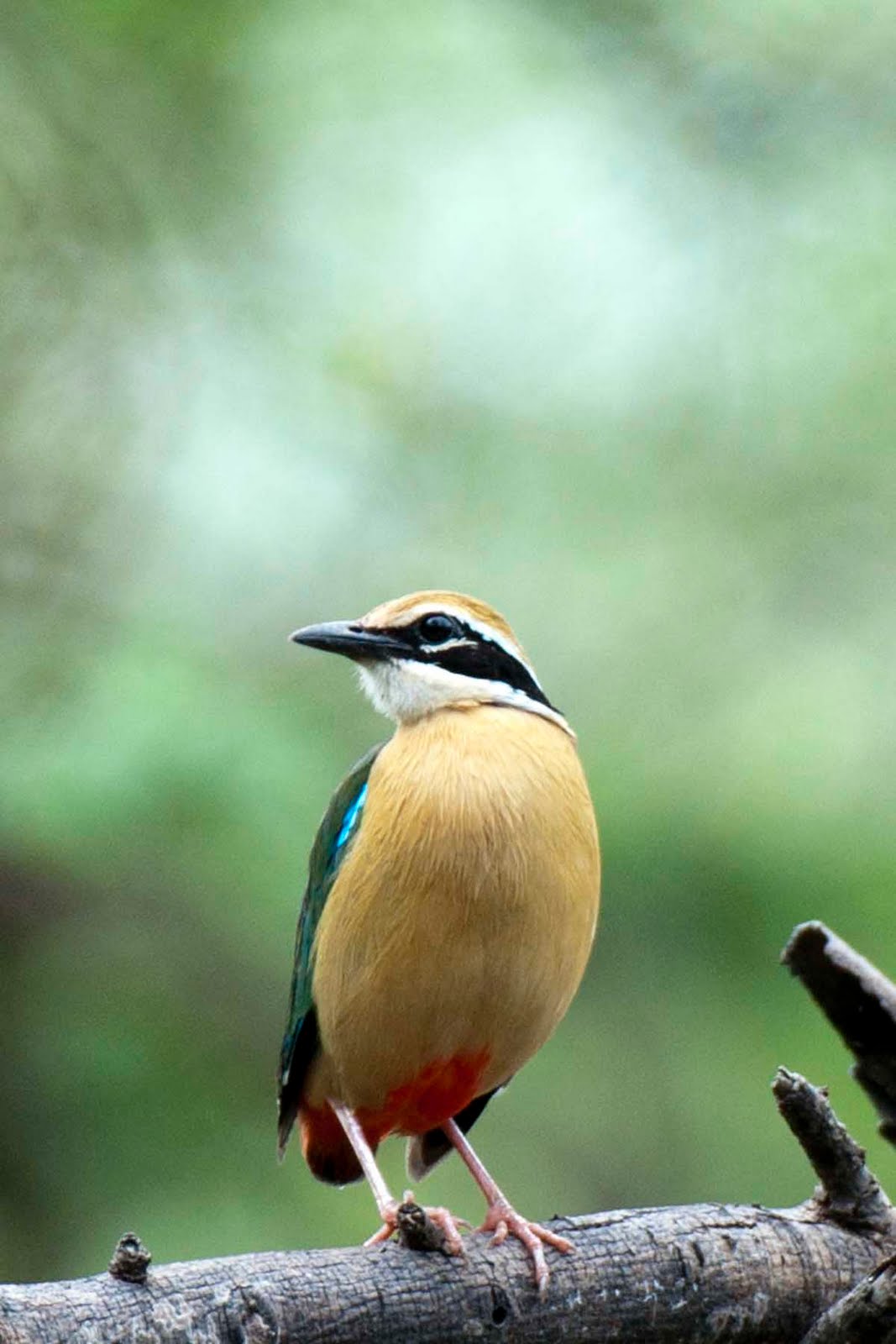 Indian Birds Photography: (delhibirdpix) RE: Indian Pitta