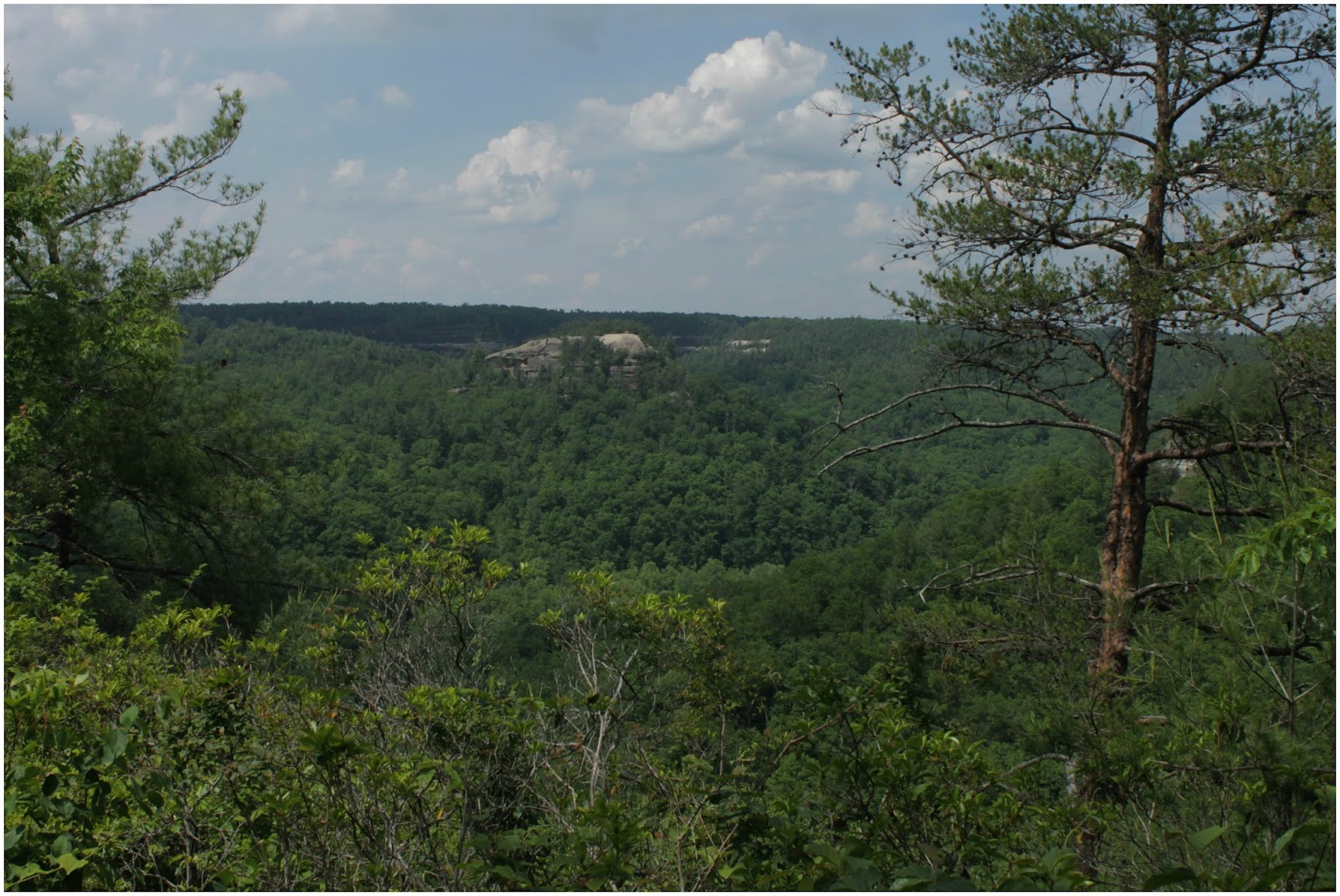 Barrett's Happy Trails : Kentucky - Sassafras