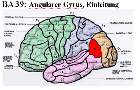www.brainbalances.de: Wernicke Areal Brodmann 39, Übersetzung deutsch ...