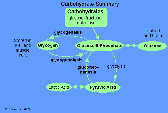 Glikogenesis, Glikogenolisis, dan Glukoneogenesis - EDUBIO