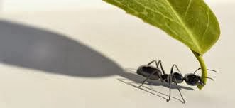 A DIVERSIDADE DO MUNDO ANIMAL: BICHOS MAIS REPULSIVOS