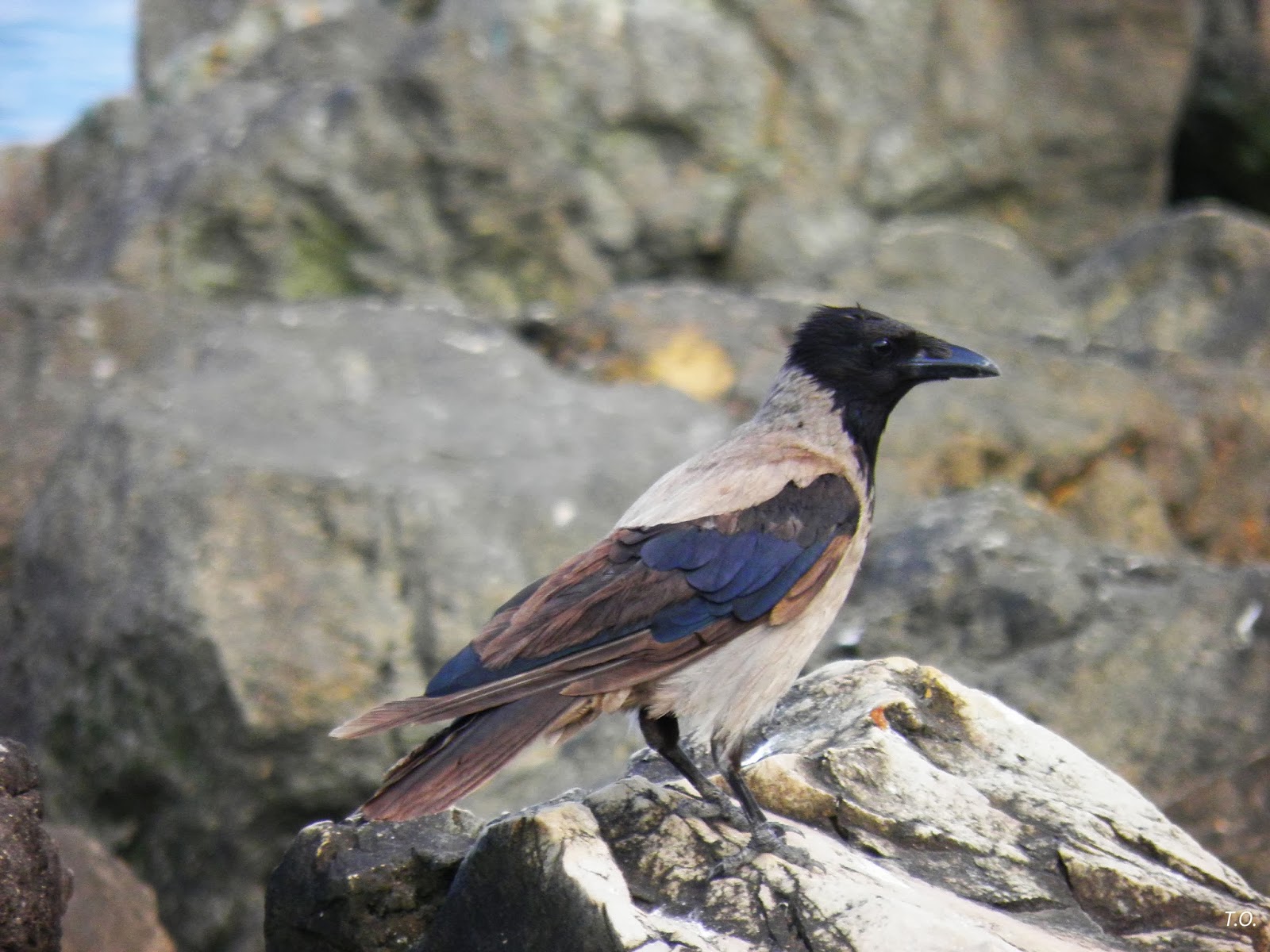 PASARI DIN ROMANIA: CIOARA GRIVA, Corvus cornix