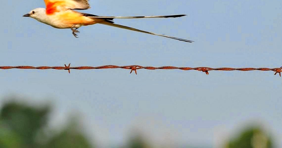 the garden-roof coop: The Scissor-tailed Flycatcher