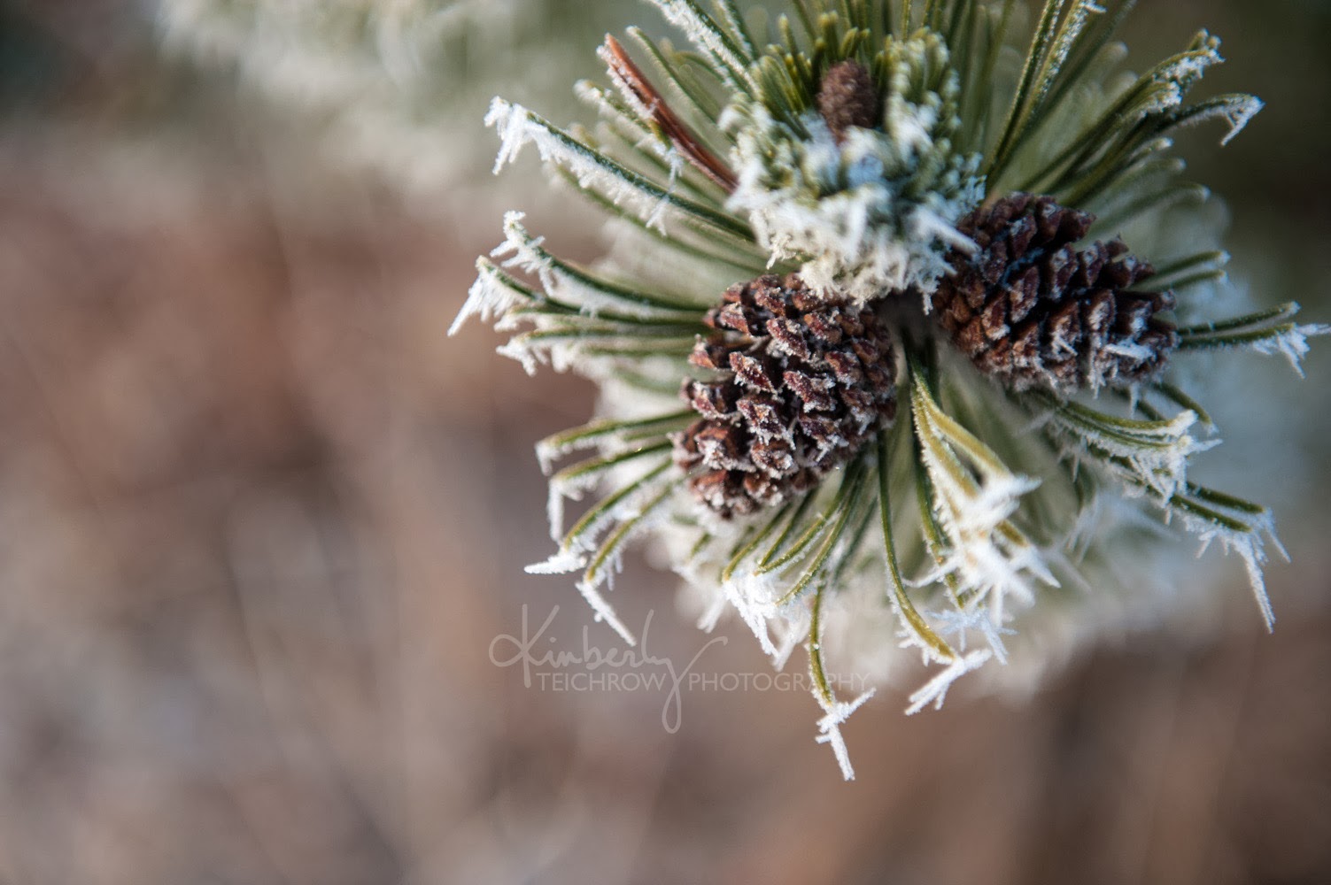 Kimberly Teichrow Photography: Word of the day: Pogonip || Bend Oregon ...
