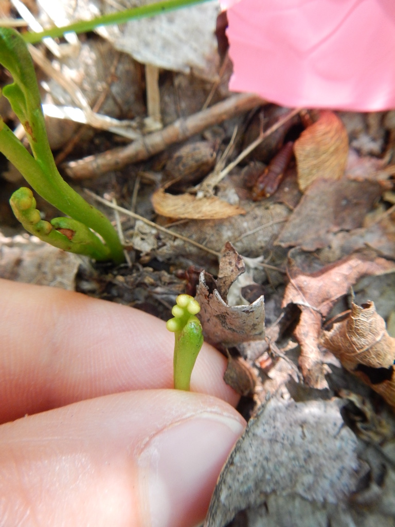 Botanizing: In Love with a Goblin...Fern
